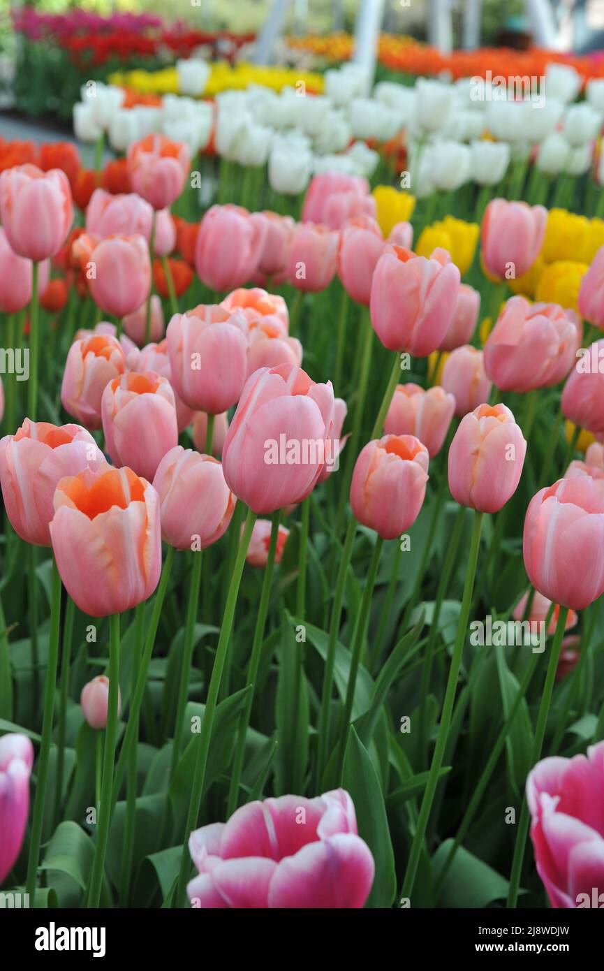 Apricot-pink Single Late tulips (Tulipa) Menton bloom in a garden in ...