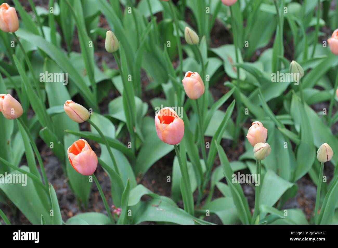 Tulip menton hi-res stock photography and images - Alamy