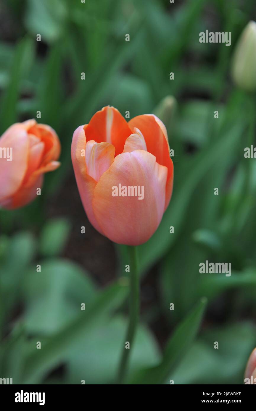 Tulip menton hi-res stock photography and images - Alamy