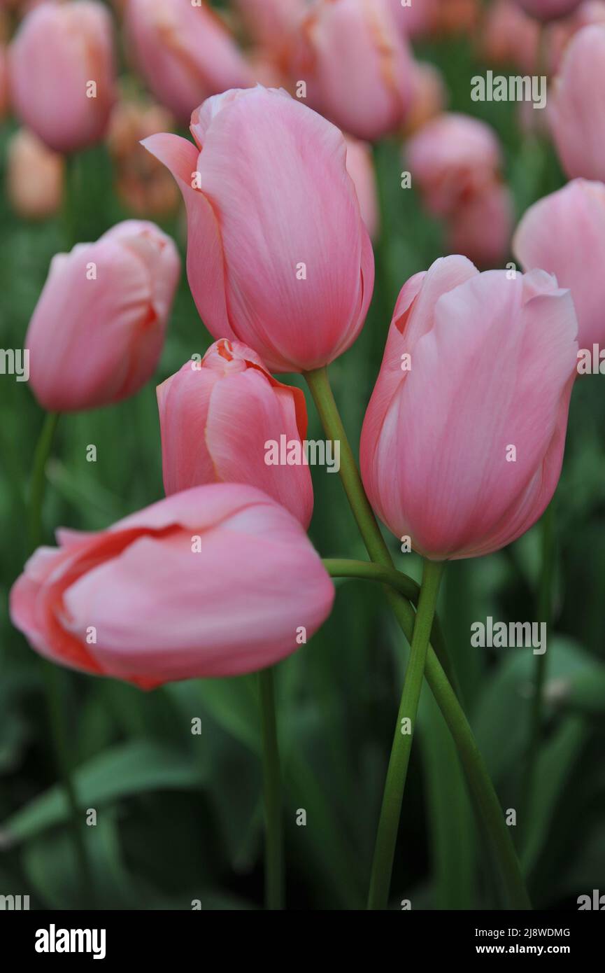 Apricot-pink Single Late tulips (Tulipa) Menton bloom in a garden in ...