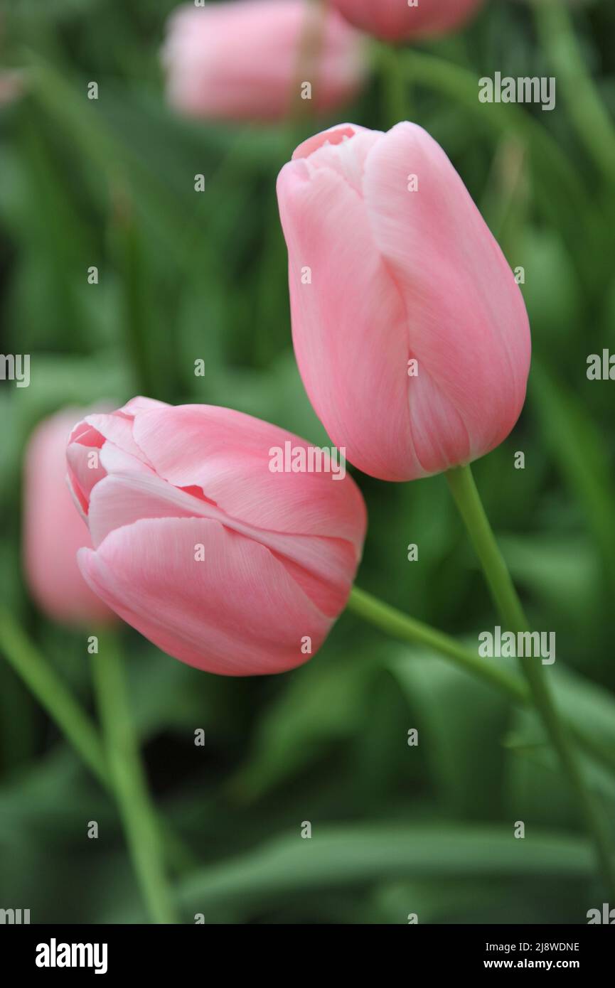 Apricot-pink Single Late tulips (Tulipa) Menton bloom in a garden in ...