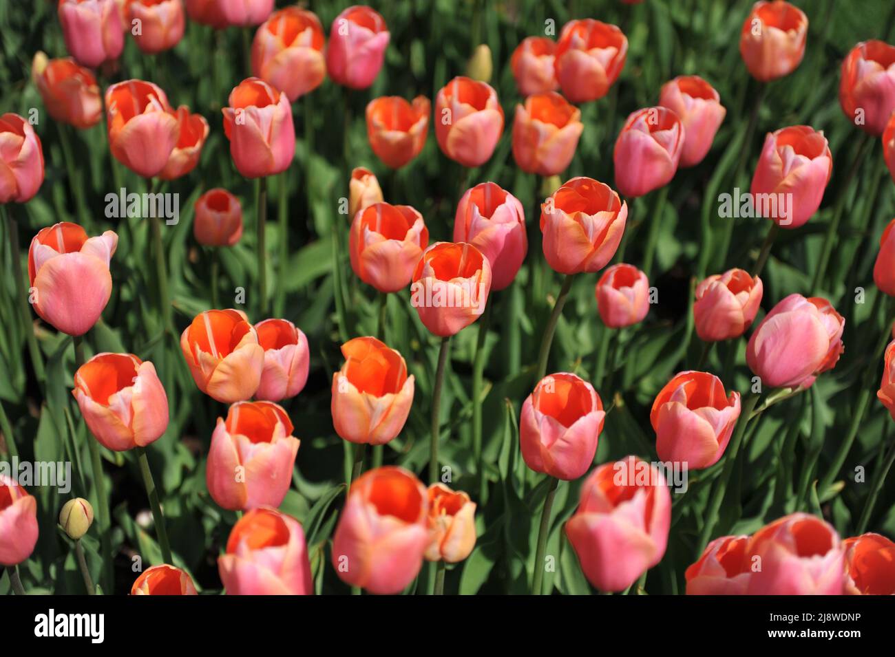 Apricot-pink Single Late tulips (Tulipa) Menton bloom in a garden in ...