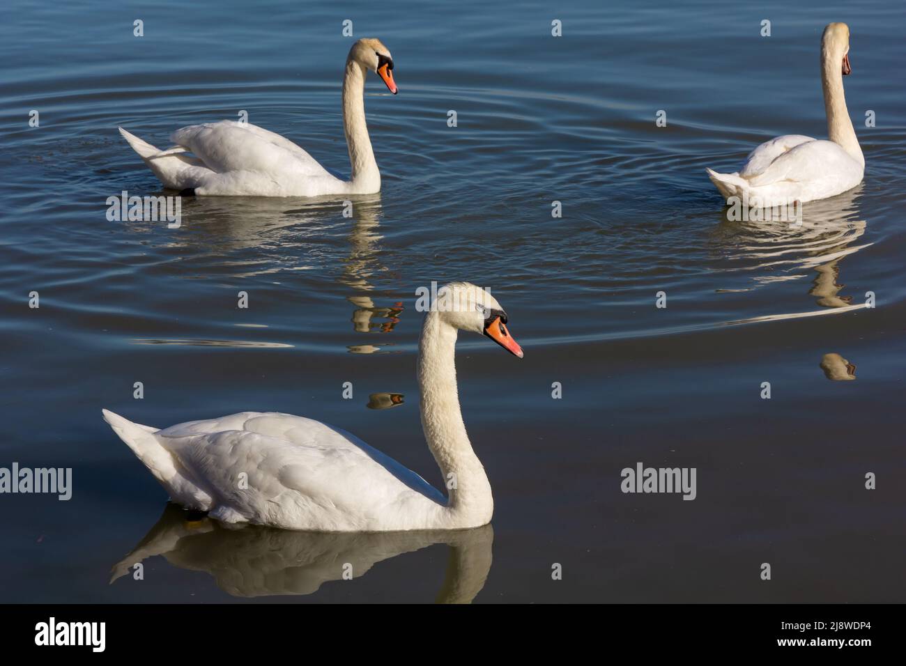 Three swans in the late afternoon sunlight making ripples on the water ...