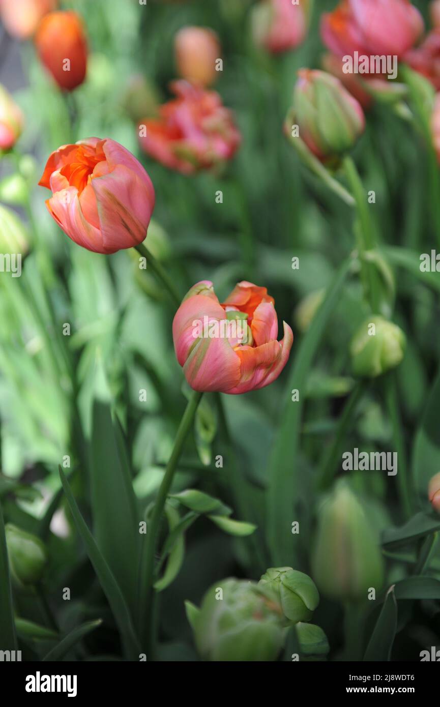 Double menton hi-res stock photography and images - Alamy