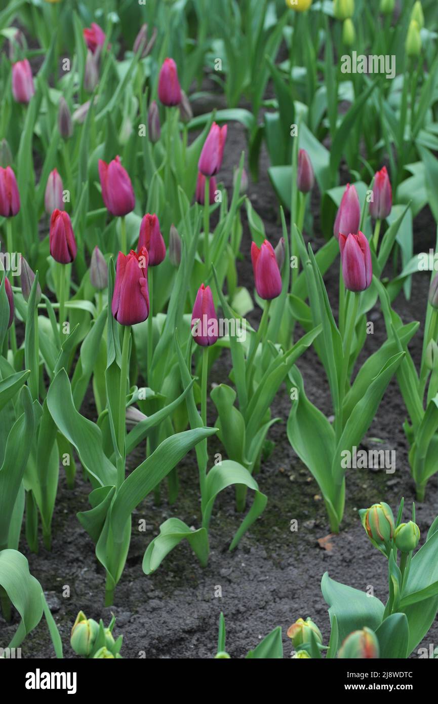 Dark red lily-flowered tulips (Tulipa) Merlot bloom in a garden in ...