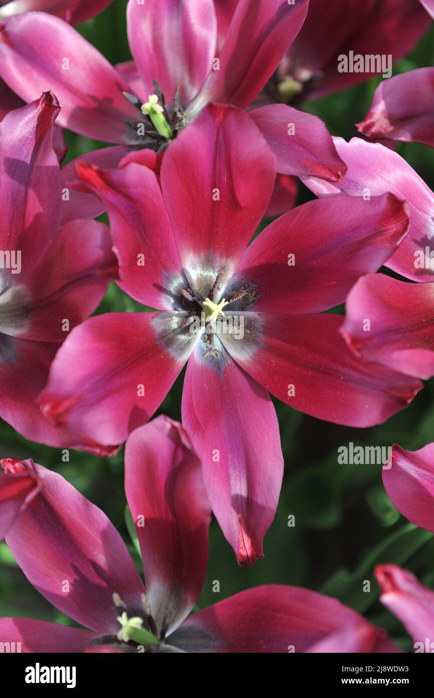 Tulip merlot hi-res stock photography and images - Alamy