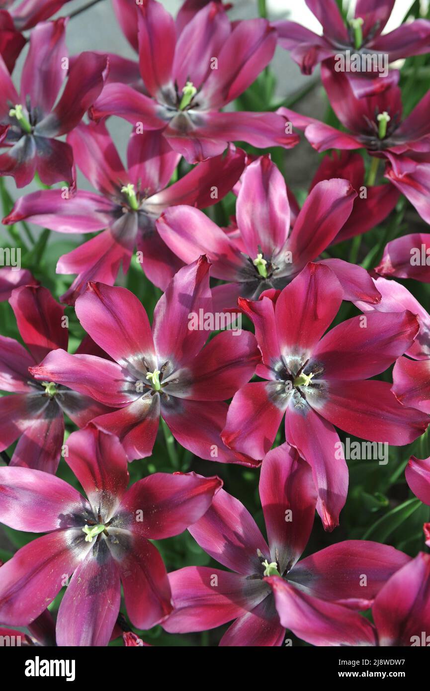 Dark red lily-flowered tulips (Tulipa) Merlot bloom in a garden in ...