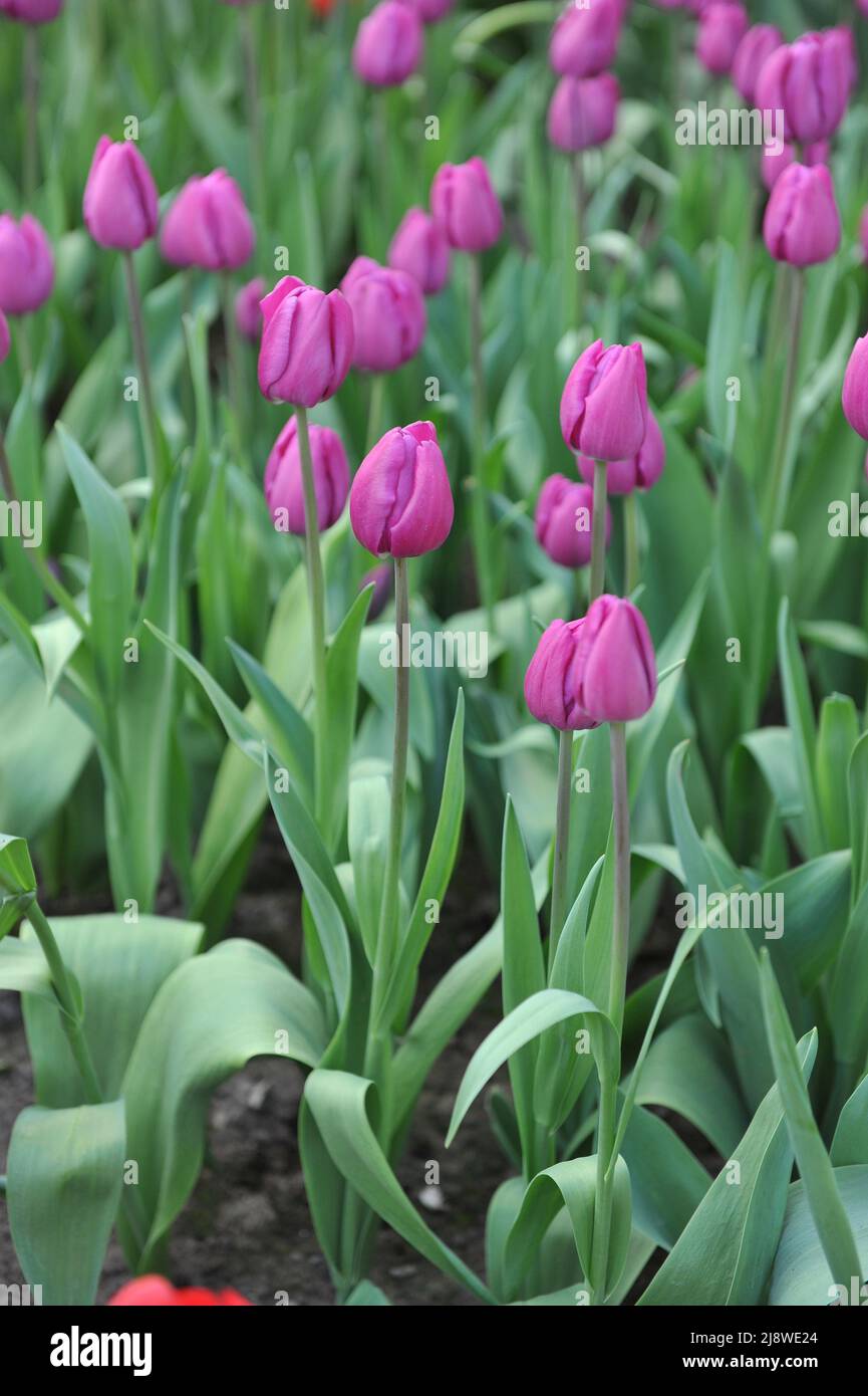Pink Triumph tulips (Tulipa) Milka bloom in a garden in April Stock ...