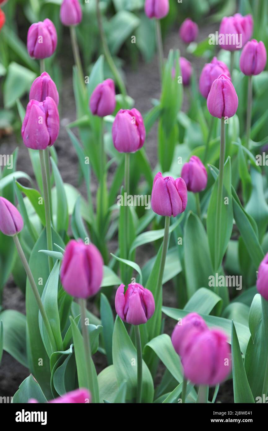Pink Triumph tulips (Tulipa) Milka bloom in a garden in April Stock ...