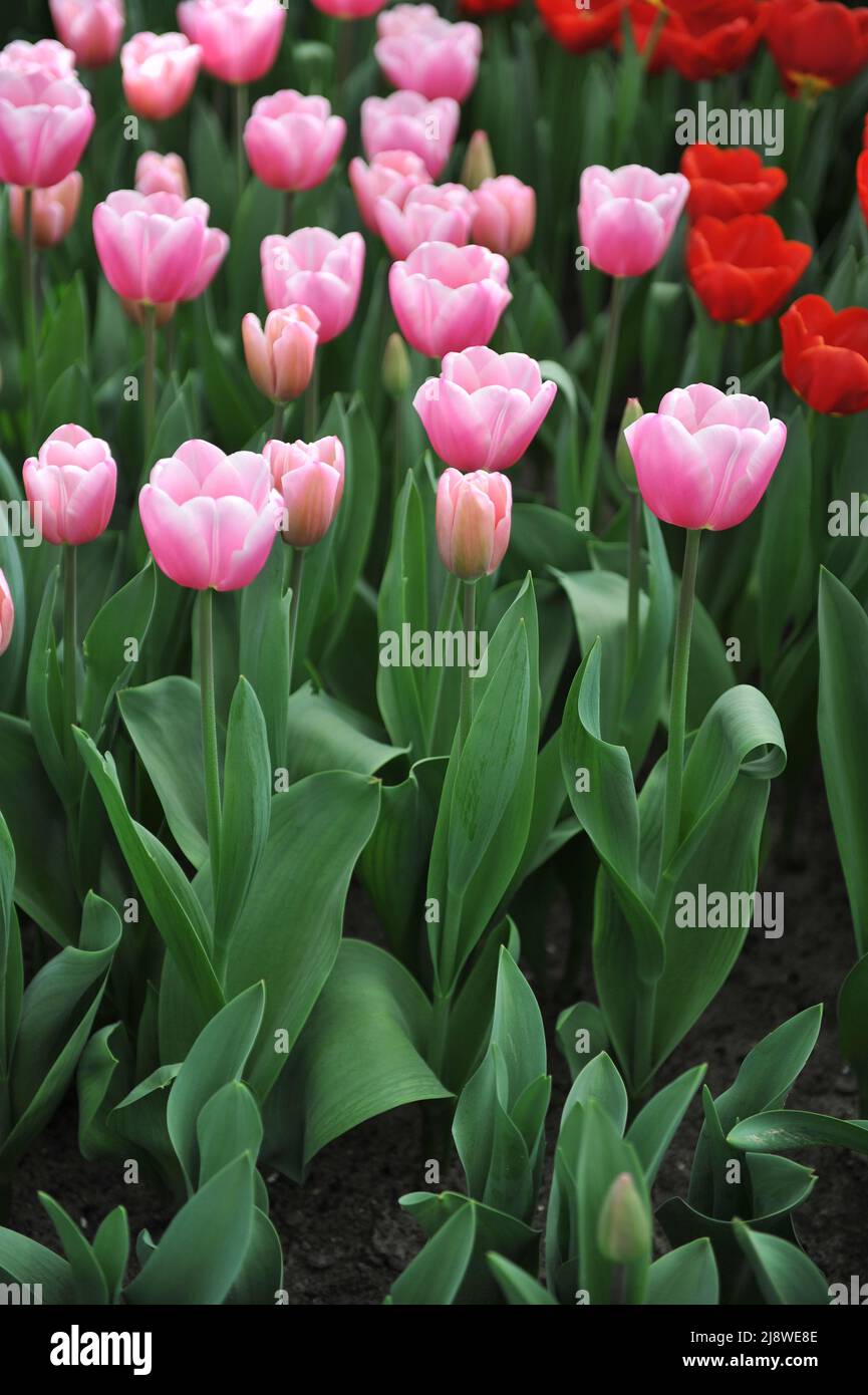Pink and white Triumph tulips (Tulipa) Milkshake bloom in a garden in ...