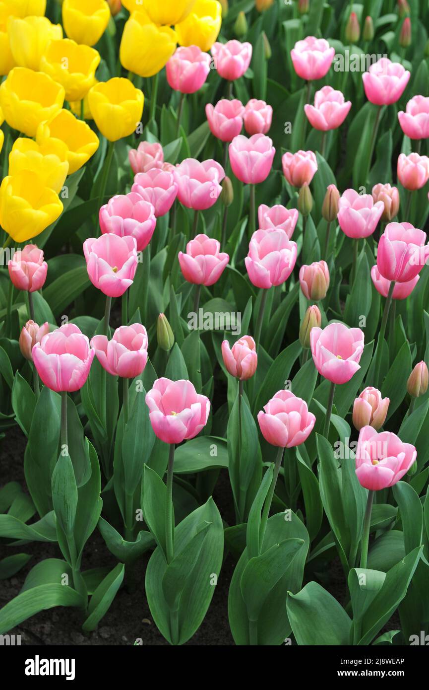 Pink and white Triumph tulips (Tulipa) Milkshake bloom in a garden in ...