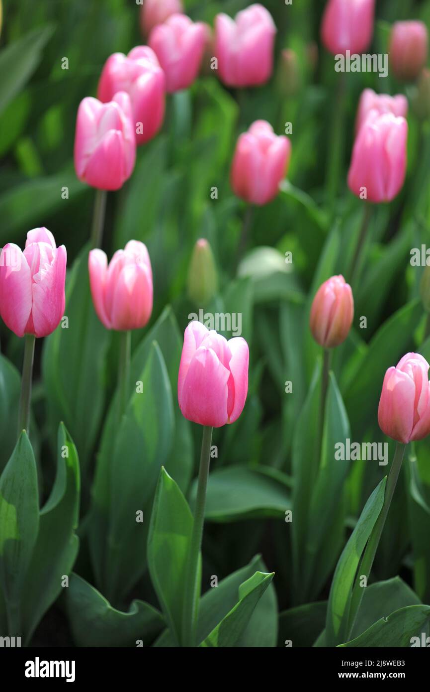 Pink and white Triumph tulips (Tulipa) Milkshake bloom in a garden in ...