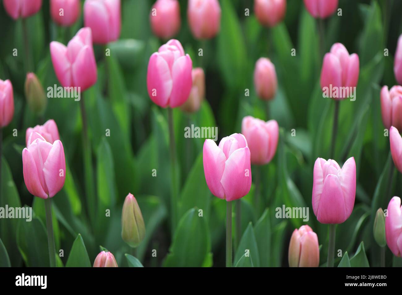 Pink and white Triumph tulips (Tulipa) Milkshake bloom in a garden in ...