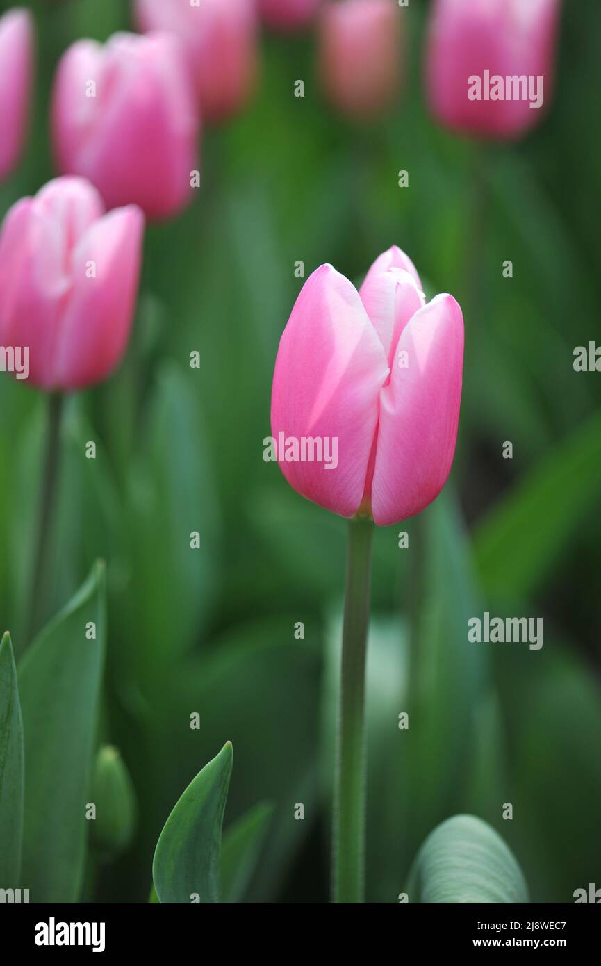 Pink and white Triumph tulips (Tulipa) Milkshake bloom in a garden in ...
