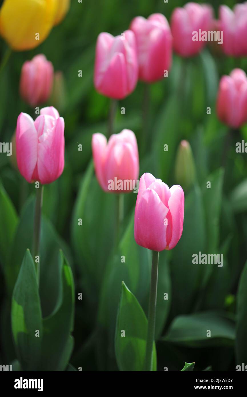 Pink and white Triumph tulips (Tulipa) Milkshake bloom in a garden in ...