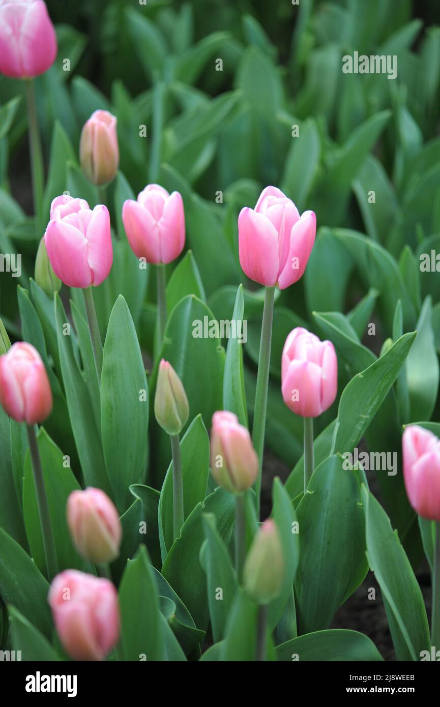 Pink and white Triumph tulips (Tulipa) Milkshake bloom in a garden in ...
