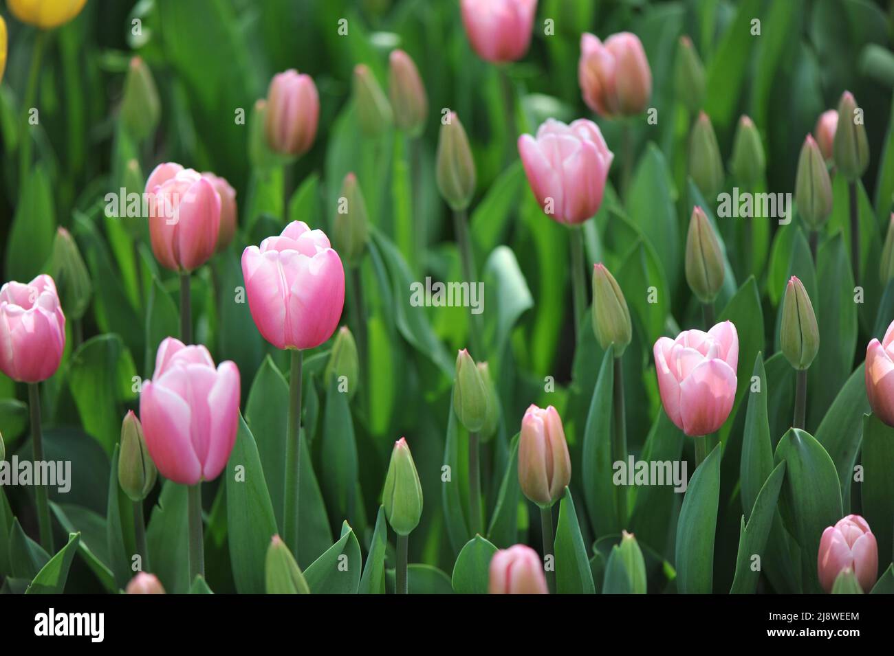 Pink and white Triumph tulips (Tulipa) Milkshake bloom in a garden in ...
