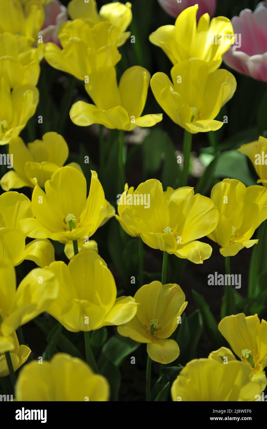 Yellow Triumph tulips (Tulipa) Miller Time bloom in a garden in April ...