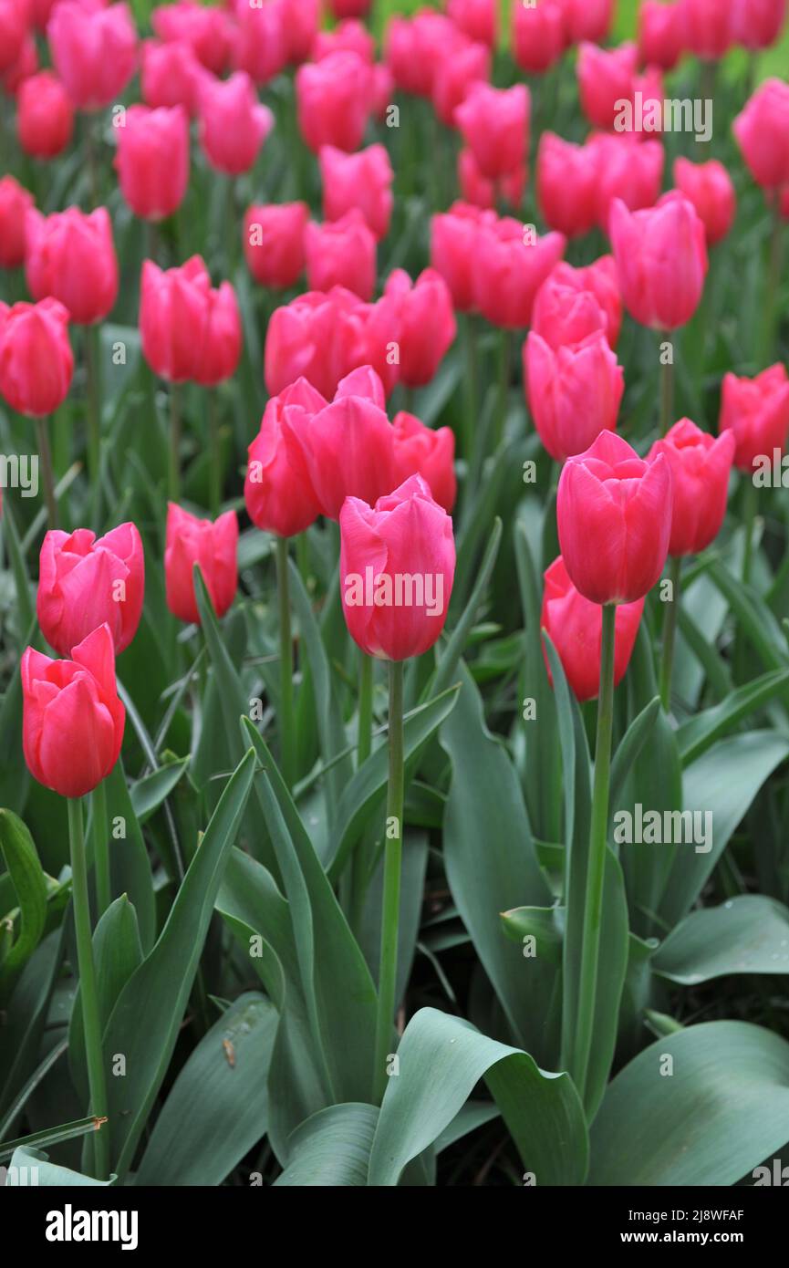 Pink Triumph tulips (Tulipa) Mistress Hotpink bloom in a garden in ...
