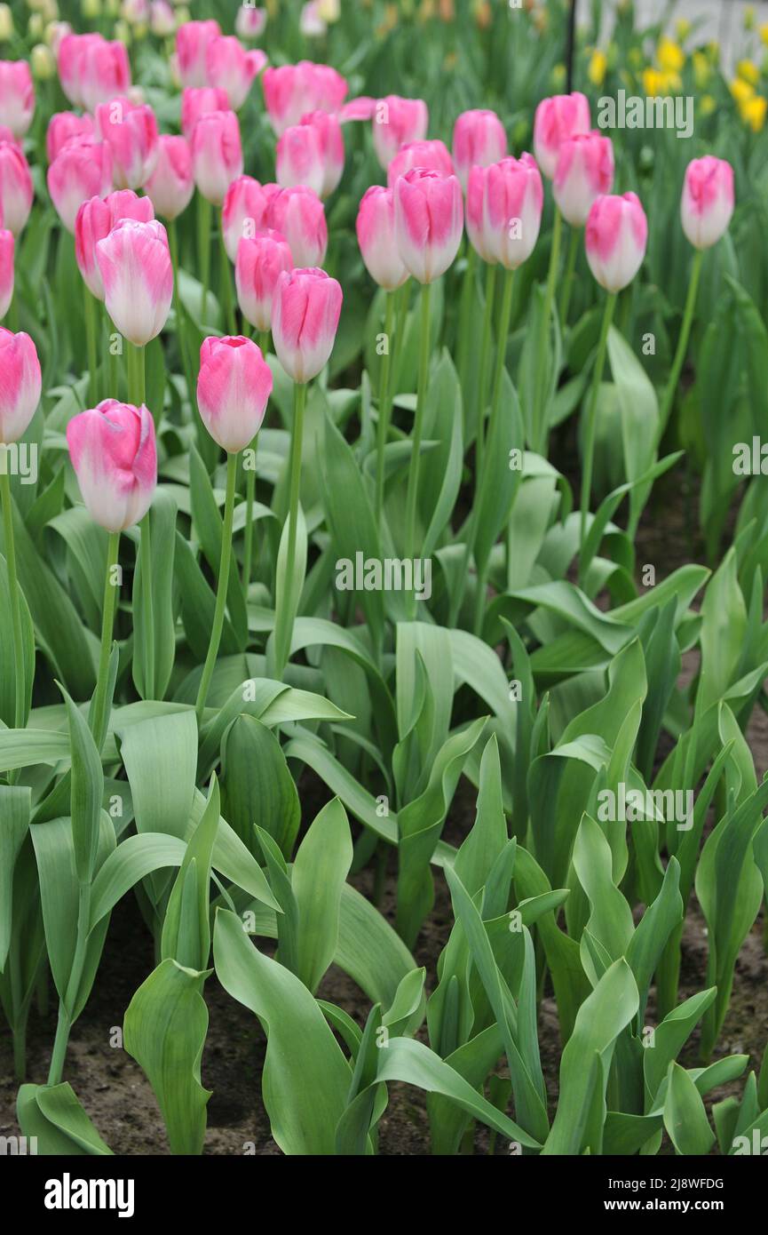 Pink and white Darwin Hybrid tulips (Tulipa) Momotaro bloom in a garden ...