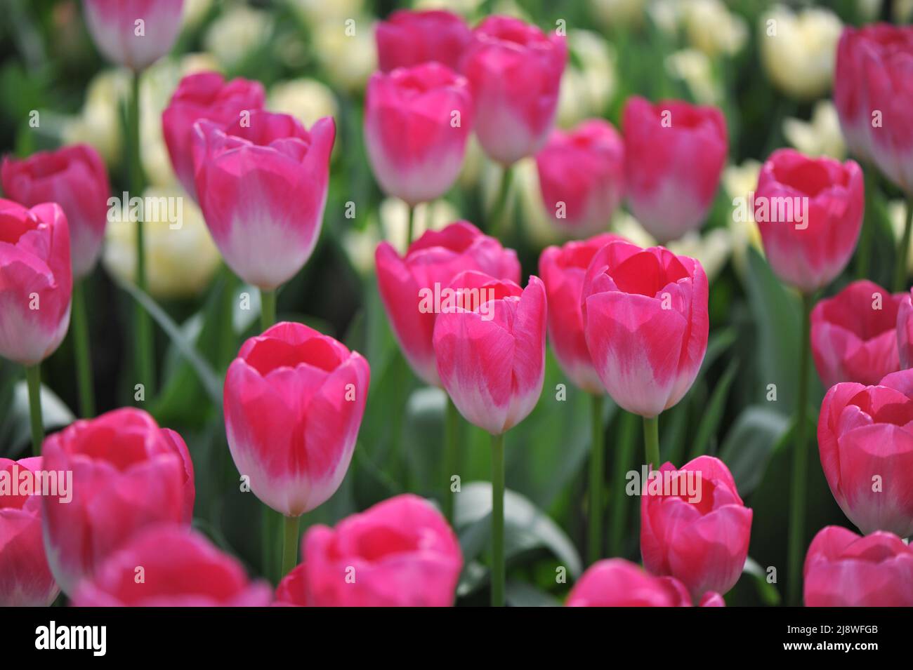 Pink and white Darwin Hybrid tulips (Tulipa) Momotaro bloom in a garden ...
