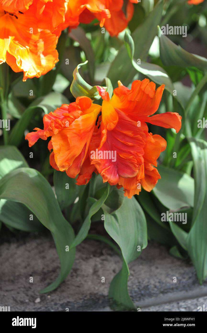 Orange tulips (Tulipa) Monarch Parrot bloom in a garden in April Stock ...