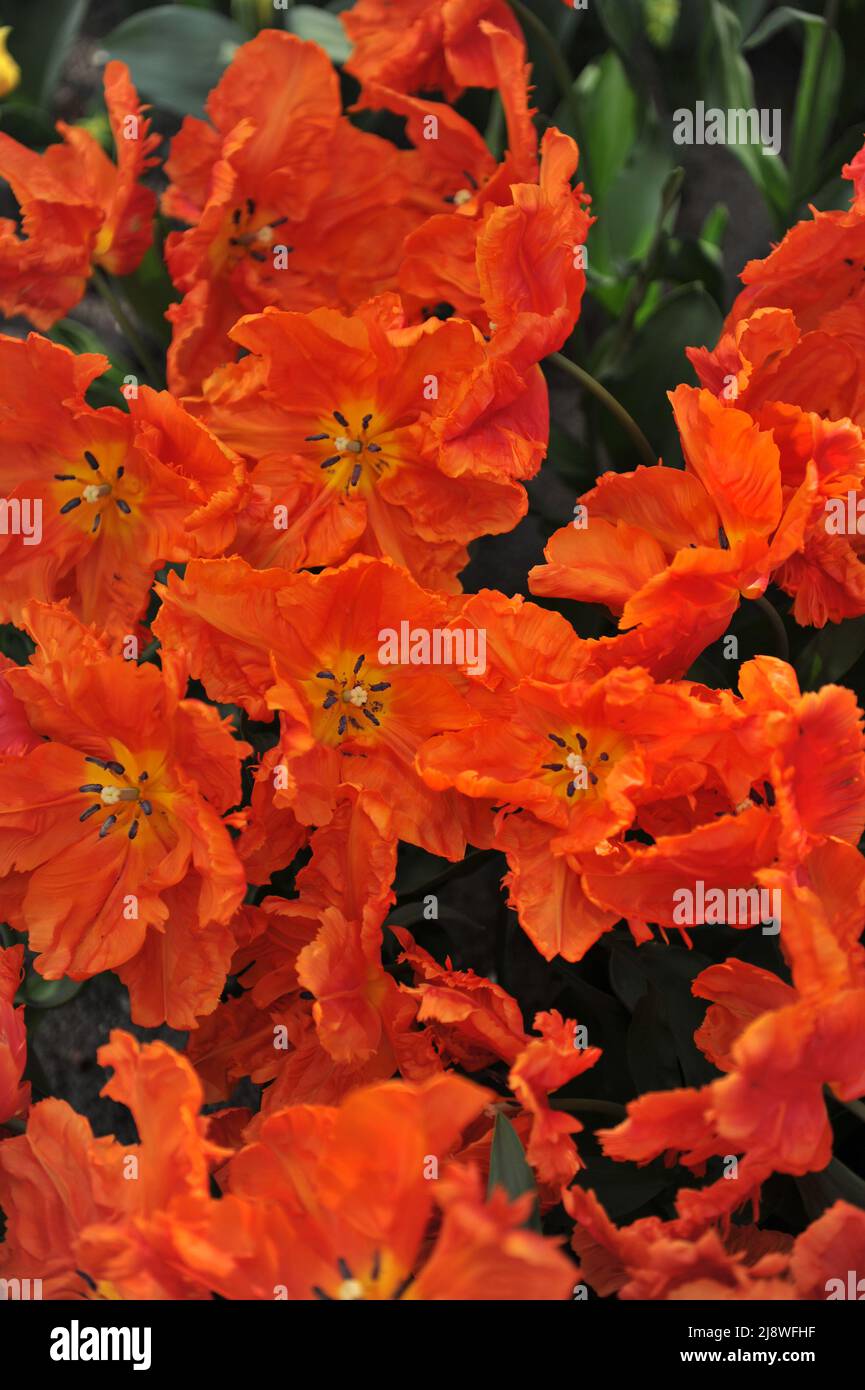 Orange tulips (Tulipa) Monarch Parrot bloom in a garden in March Stock ...