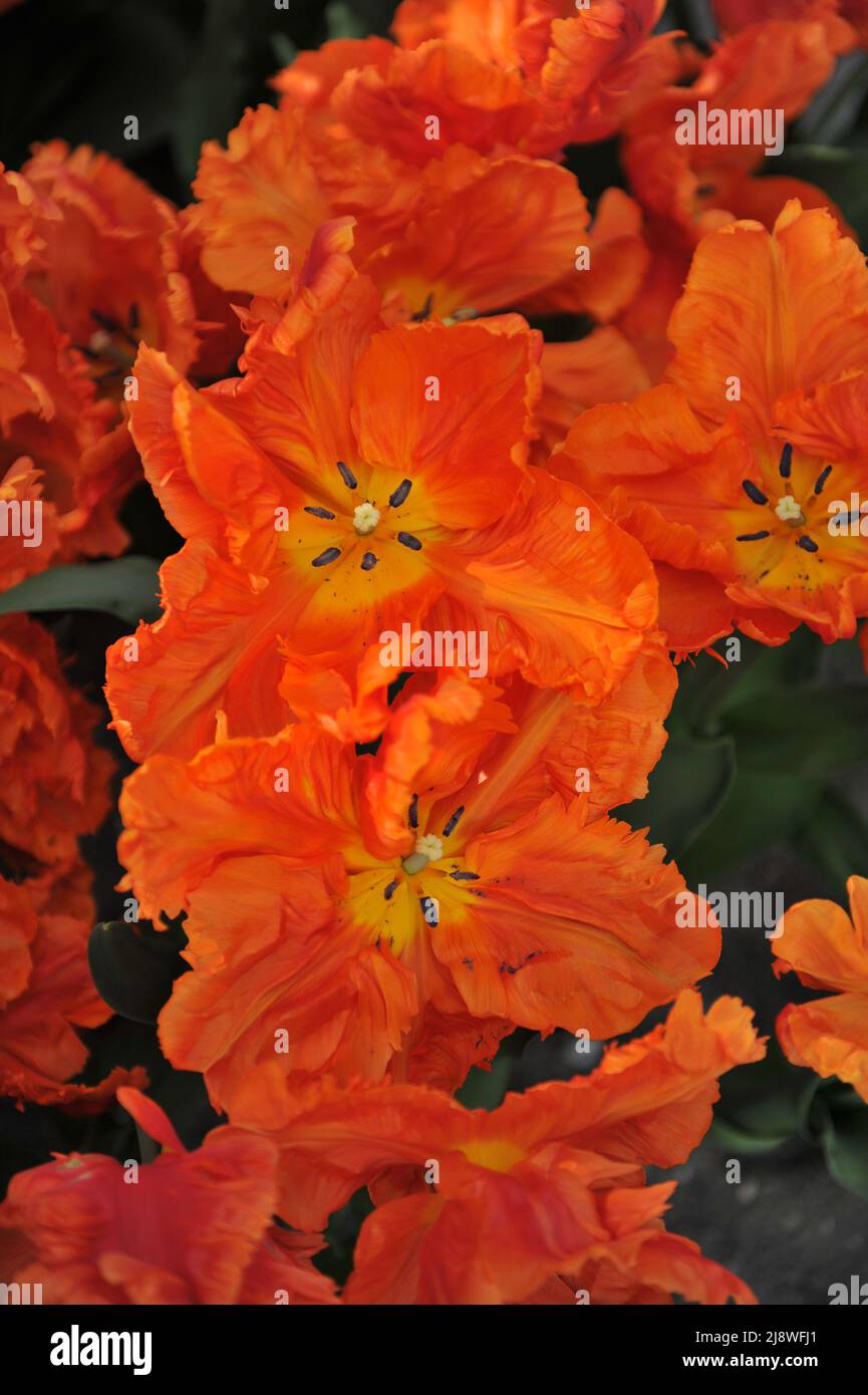 Monarch parrot hi-res stock photography and images - Alamy