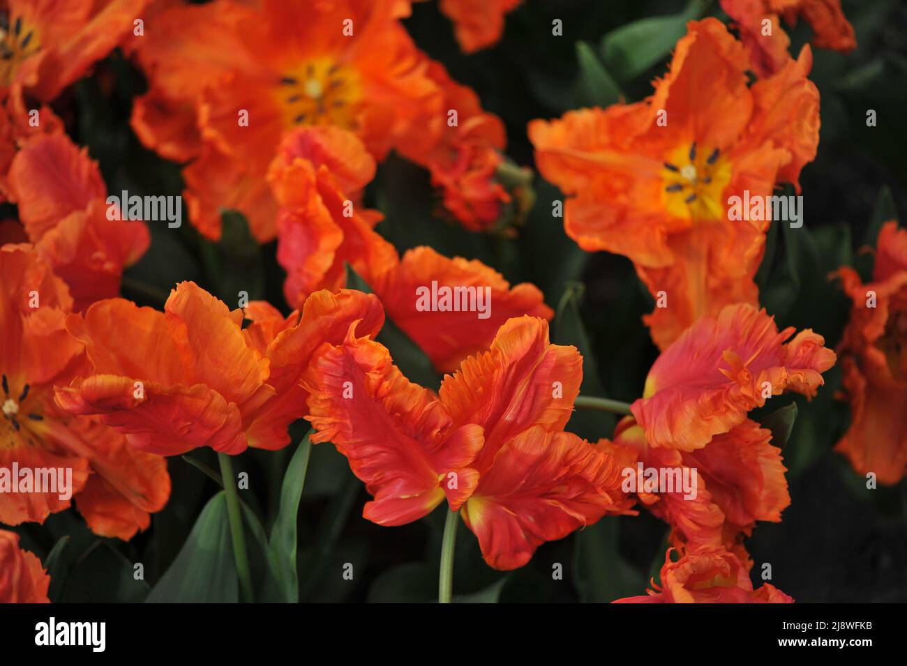Monarch parrot hi-res stock photography and images - Alamy