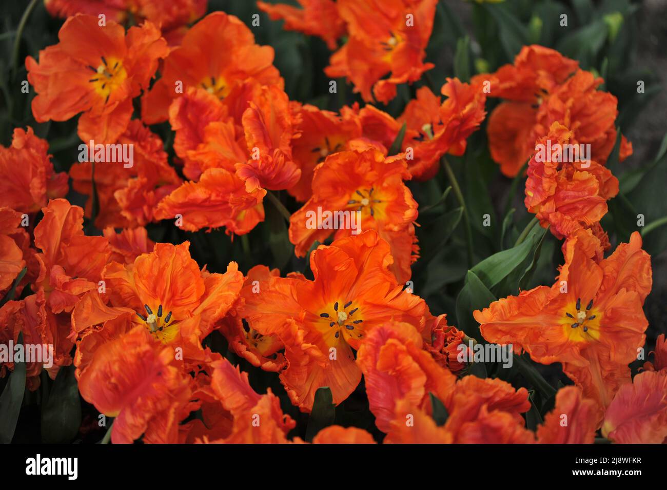 Orange tulips (Tulipa) Monarch Parrot bloom in a garden in March Stock ...