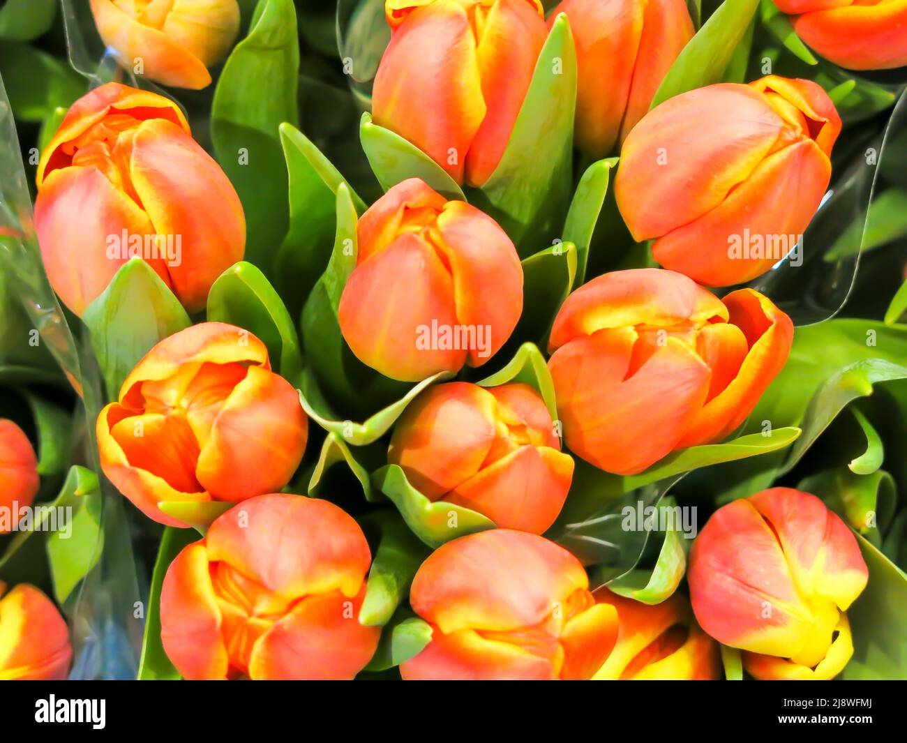 Selection of tulips hi-res stock photography and images - Alamy