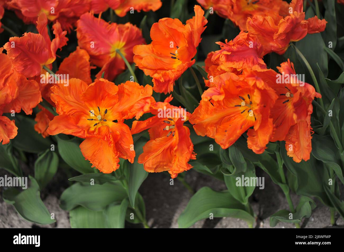 Orange tulips (Tulipa) Monarch Parrot bloom in a garden in March Stock ...