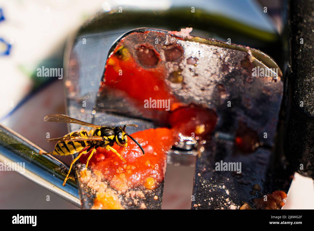 Close-up of a wasp eating the cake remains of a cake lifter Stock Photo ...