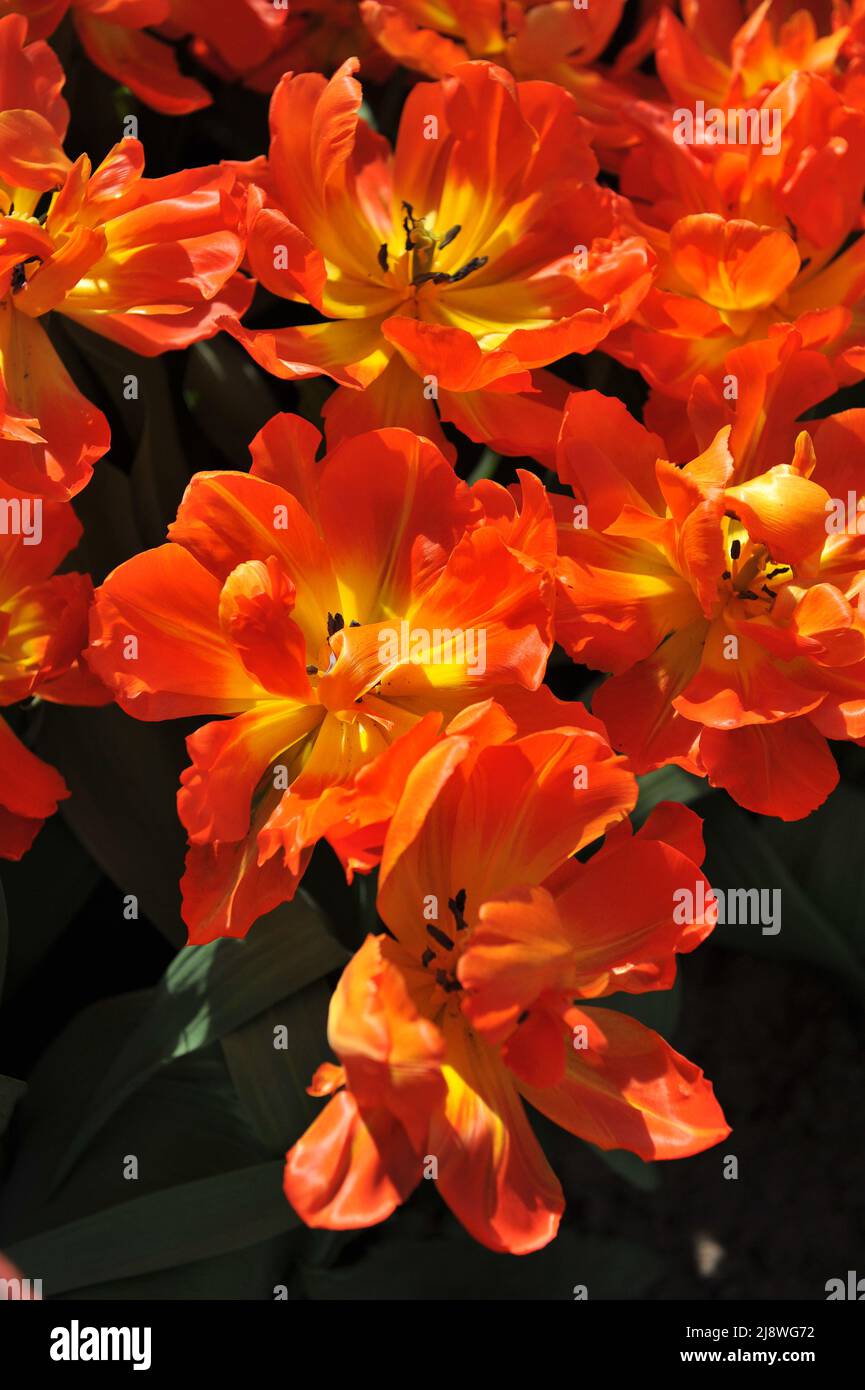 Orange peony-flowered Double Early tulips (Tulipa) Monte Casino bloom ...