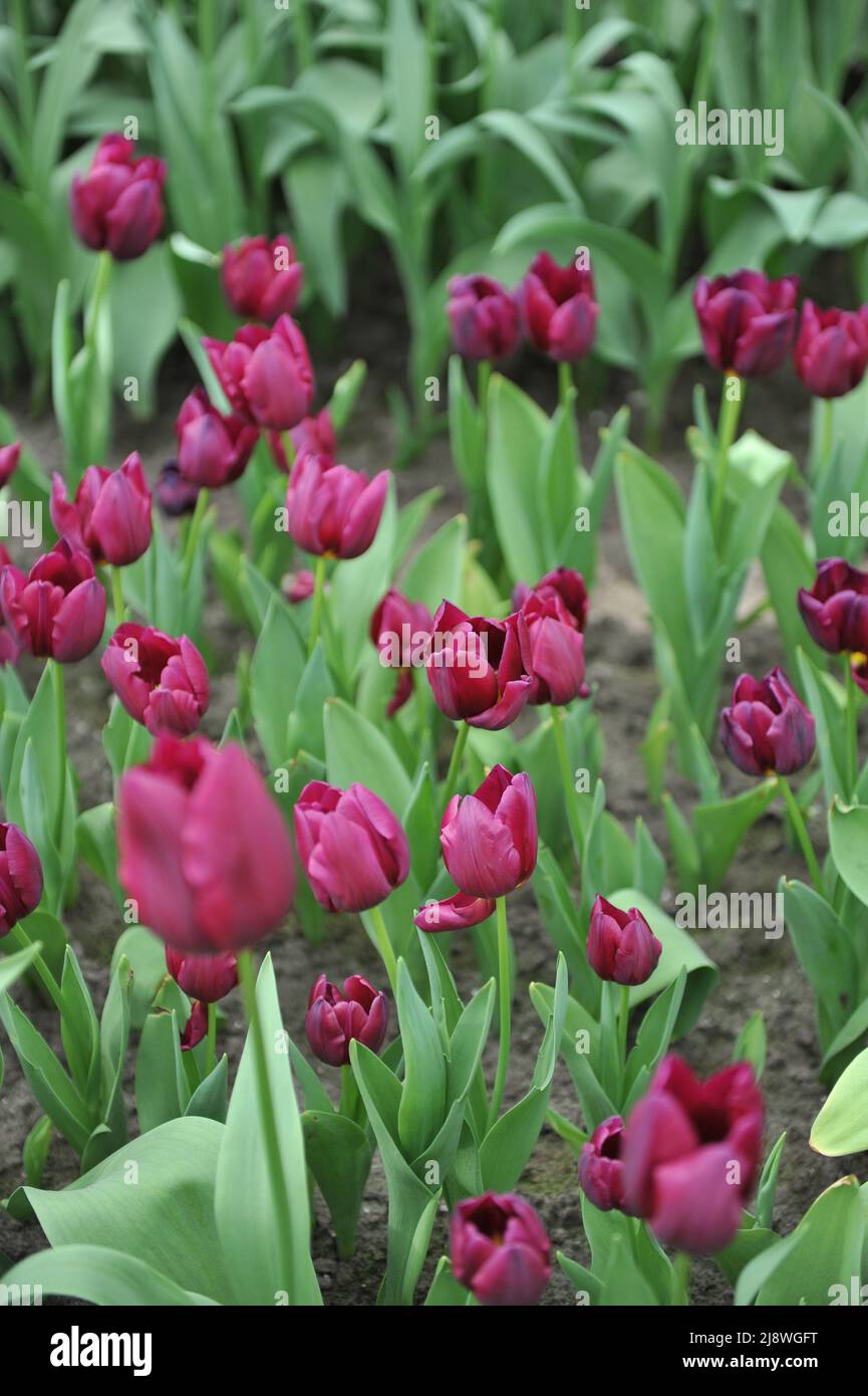 Dark purple Triumph tulips (Tulipa) Montezuma bloom in a garden in ...