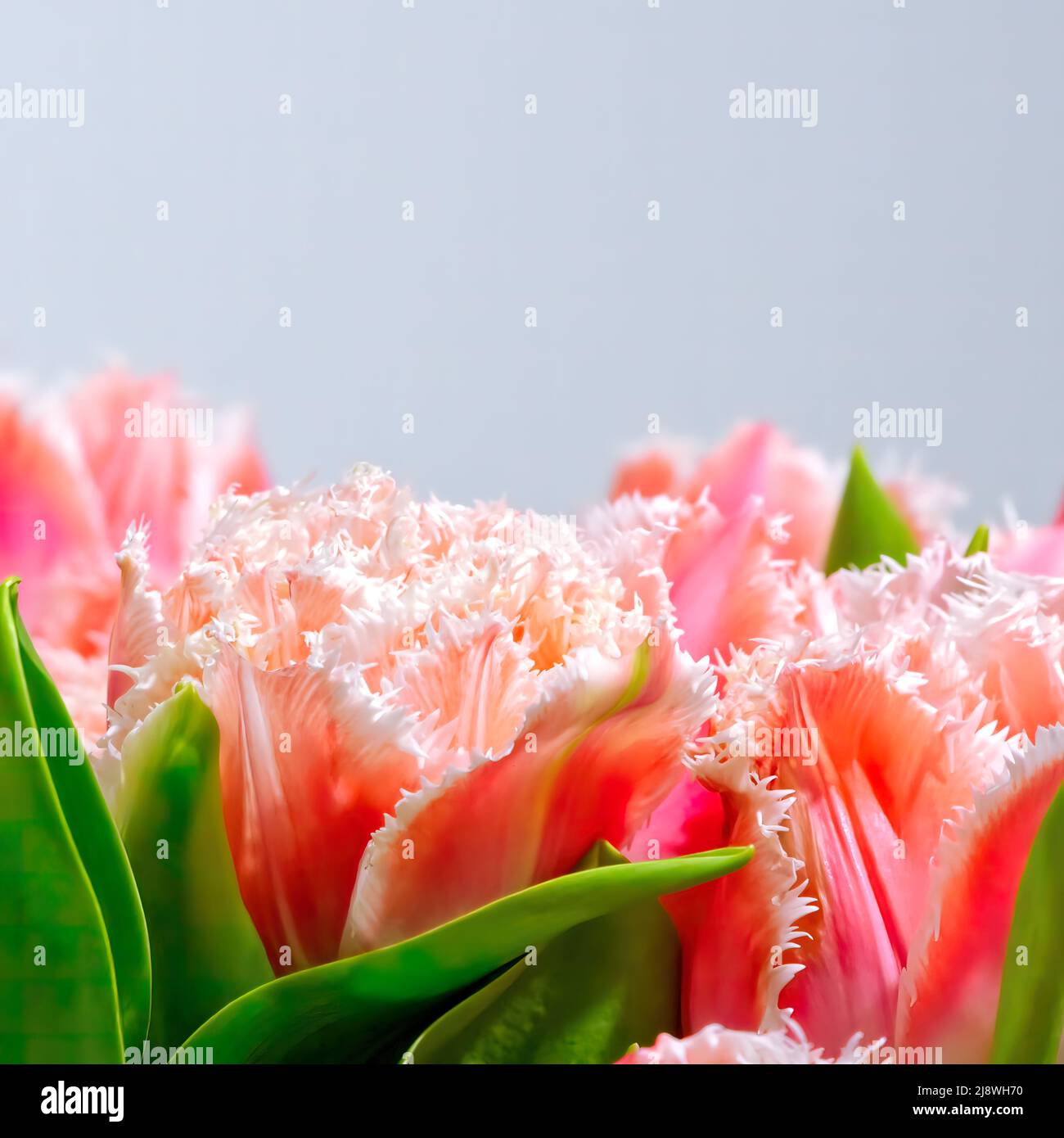 Rose red fringed tulips. Beautiful flowers as a gift to your girlfriend ...