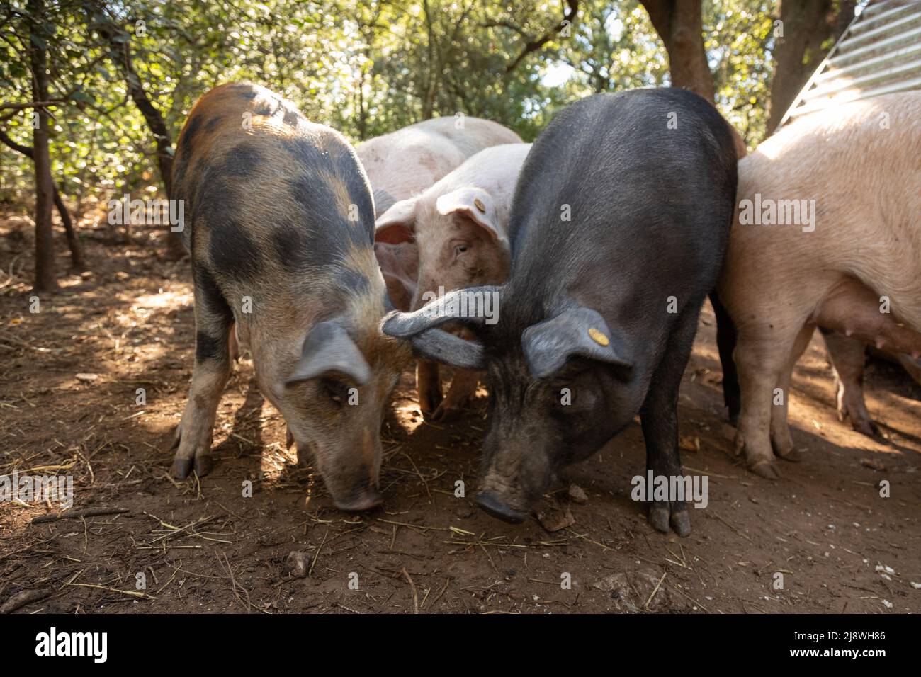 Free-range pigs in the forest Stock Photo - Alamy