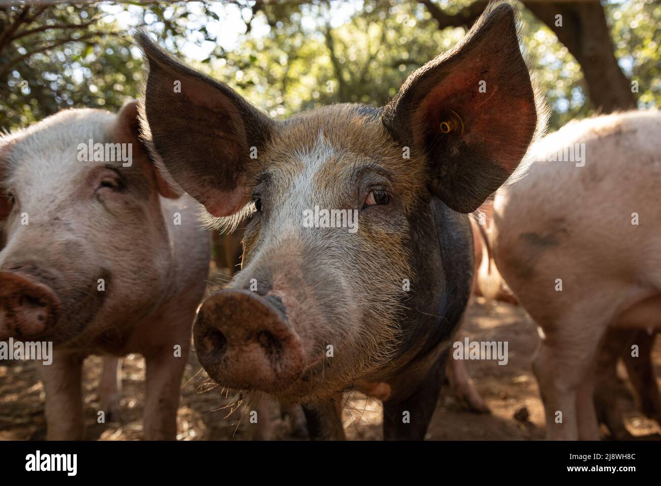 Curious free-range pigs in the forest Stock Photo - Alamy