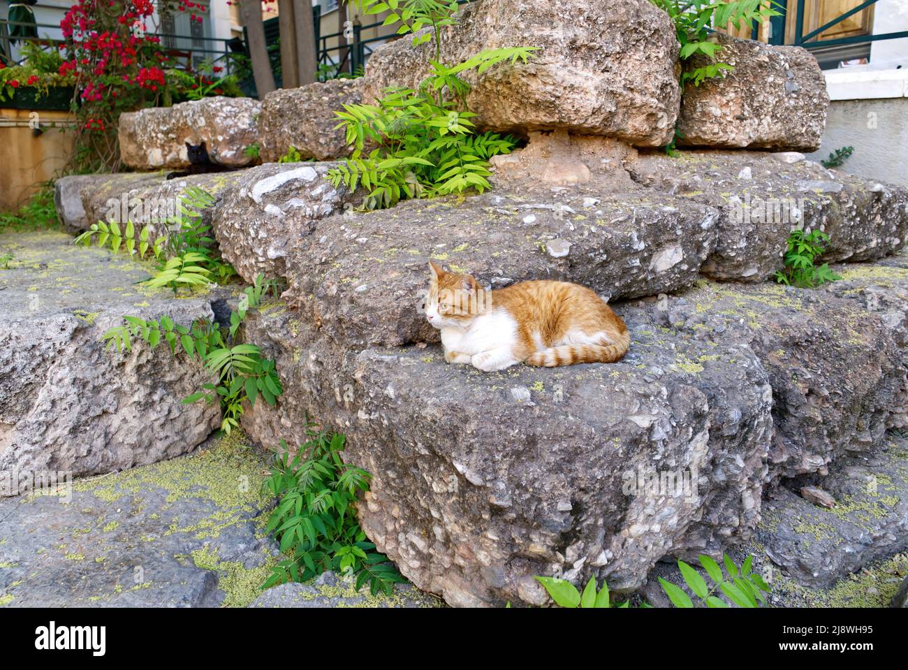 Cats rest on stone steps in a beautiful Greek courtyard Stock Photo - Alamy