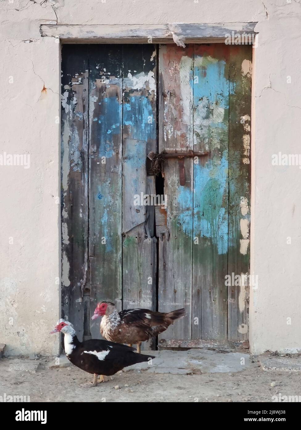 Two geese in front of an old wooden door stained with various colors ...