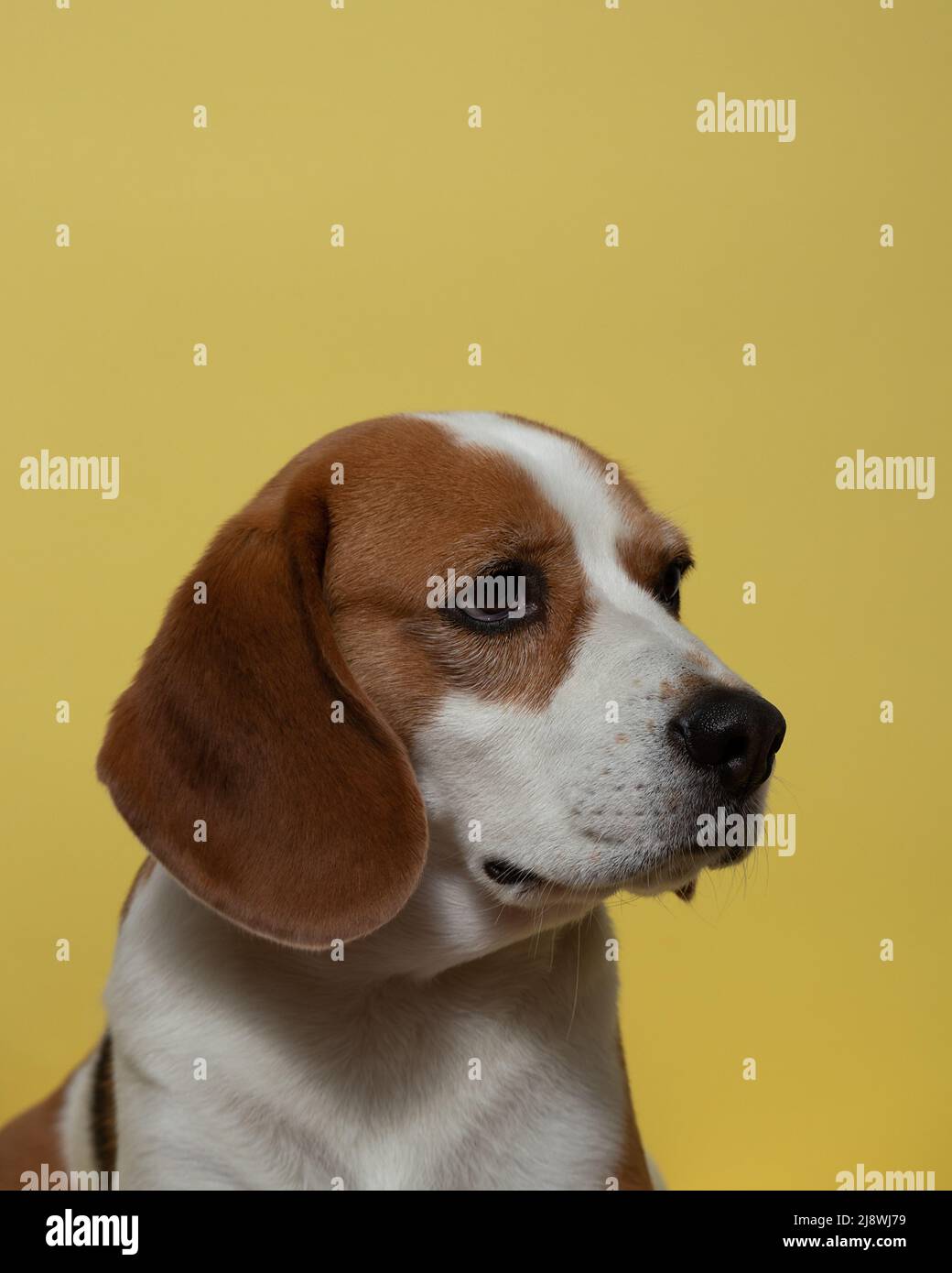 BEAGLE DOG, BREED OF DOG USED FOR CLINICAL TRIALS, ON A YELLOW ...