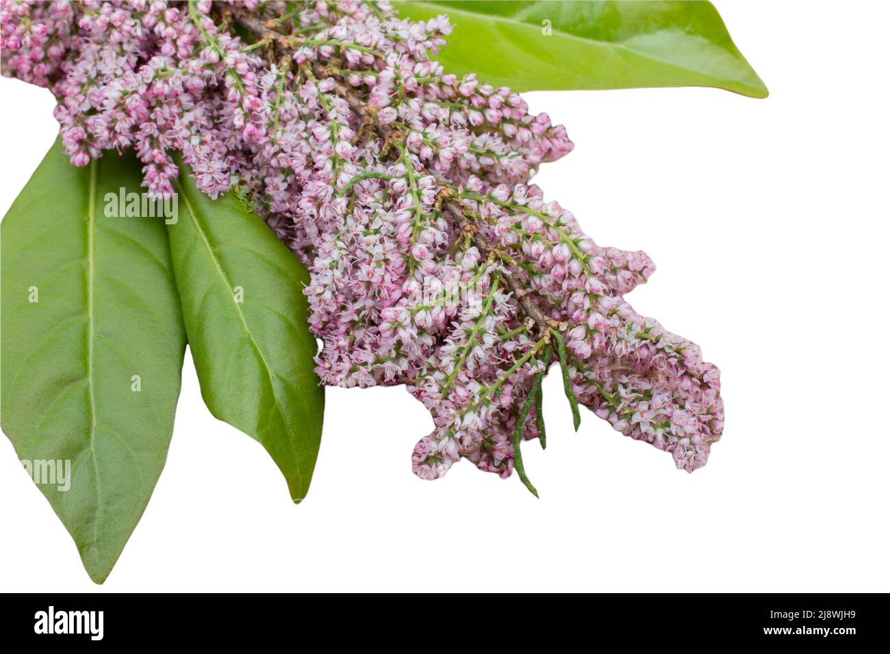 Blooming spring flowers for gardening concept Stock Photo - Alamy