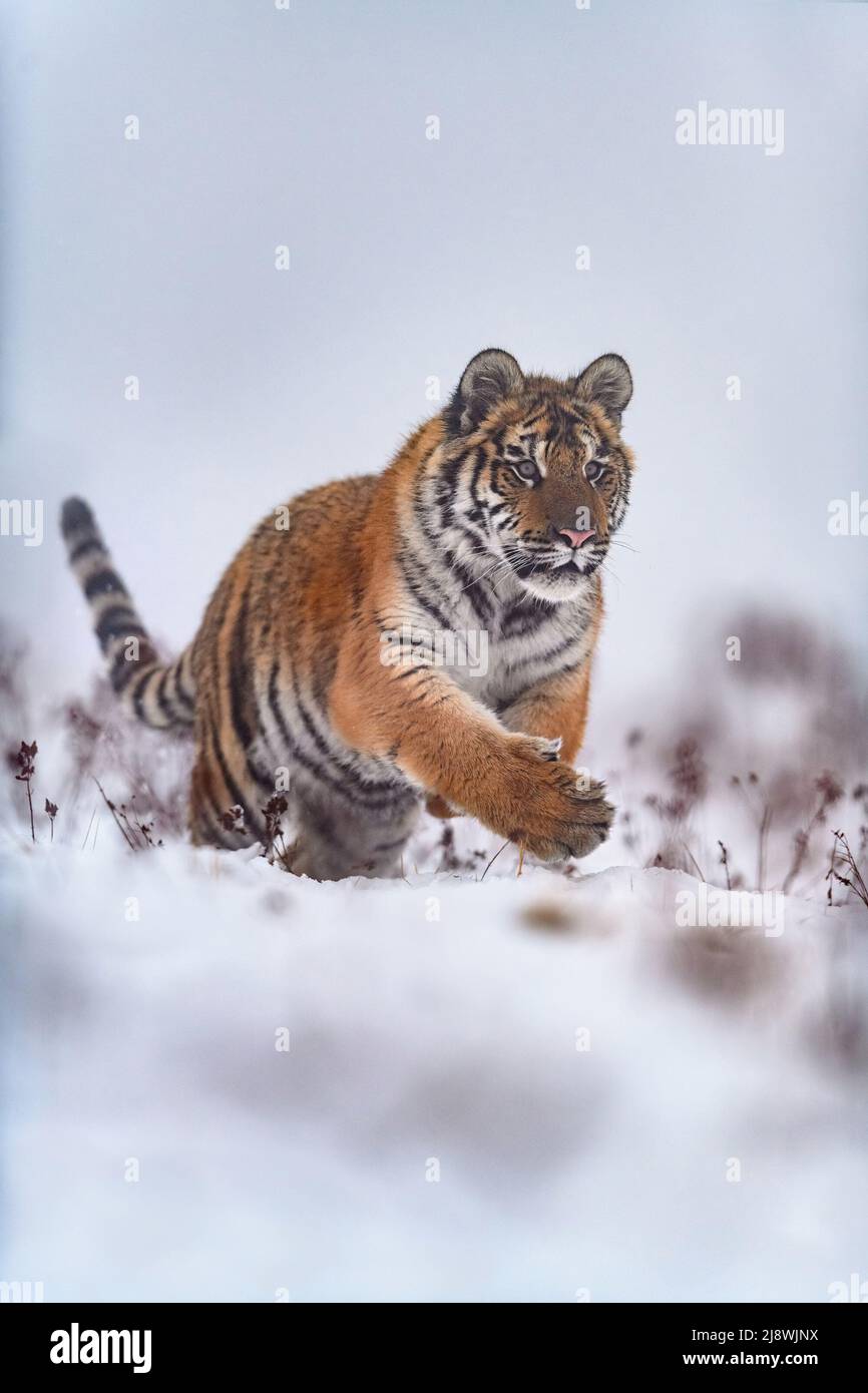 Siberian tiger running on the snow. Panthera tigris altaica Stock Photo - Alamy