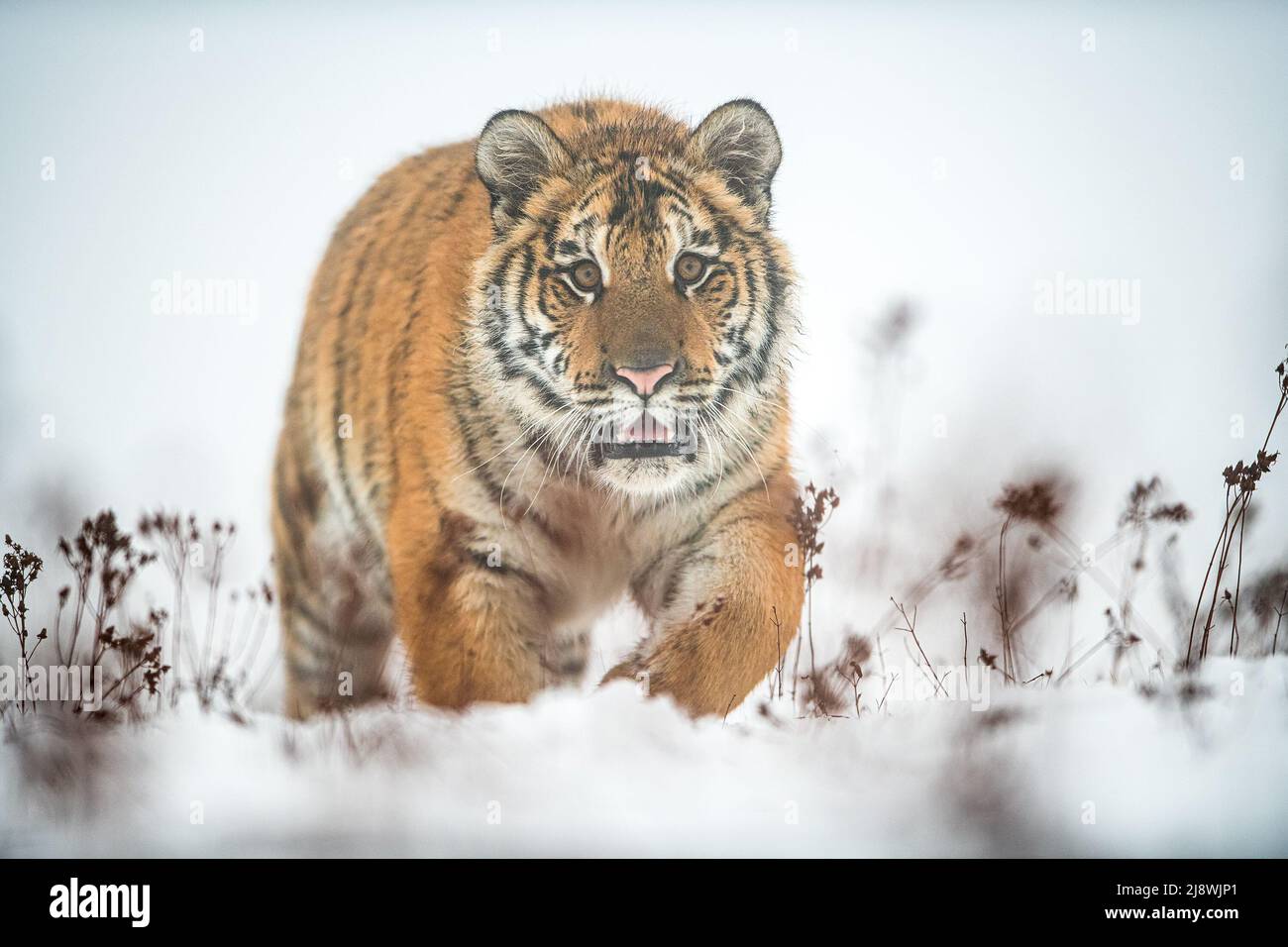 Siberian tiger walking on snow. Panthera tigris altaica Stock Photo - Alamy