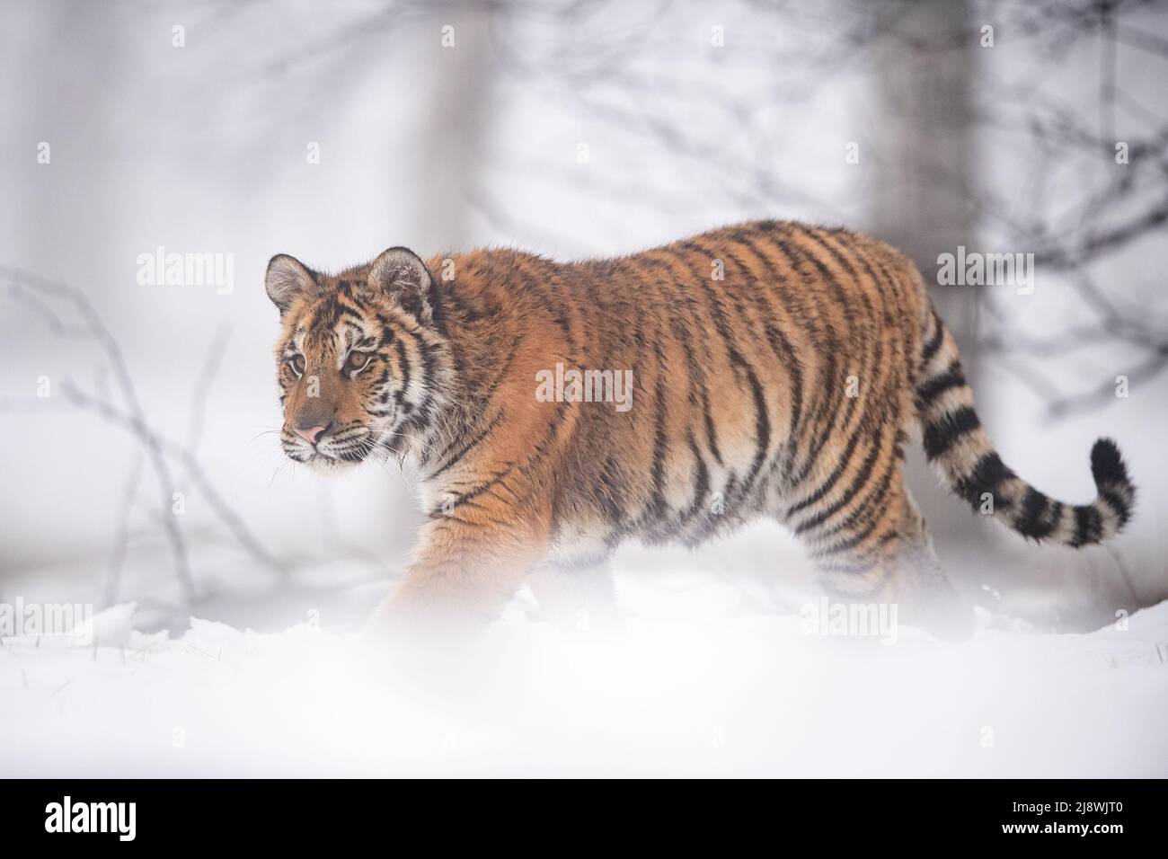 Siberian tiger walking in the cold winter weather. Snow and foggy ...
