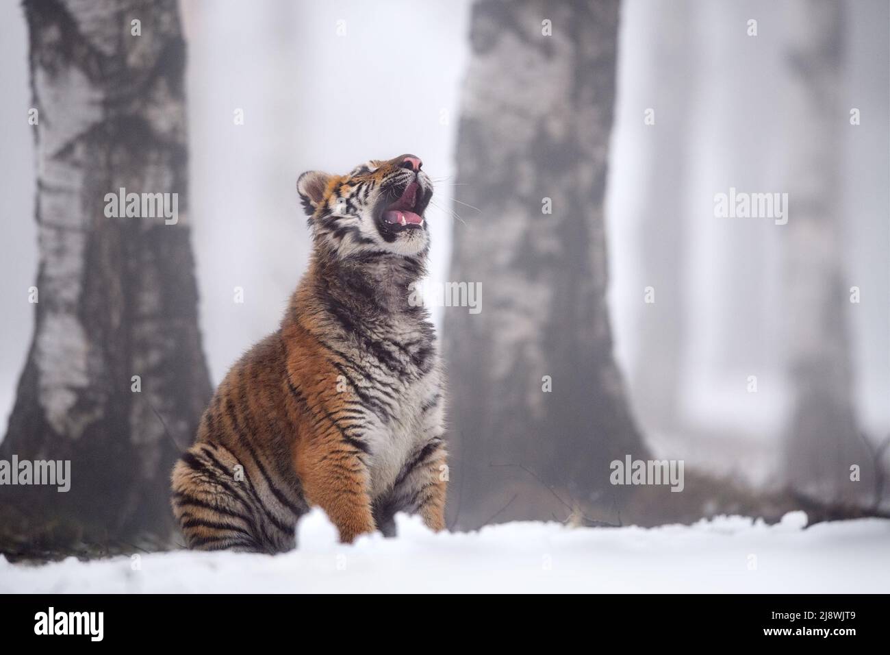 Siberian tiger snow forest hi-res stock photography and images - Alamy
