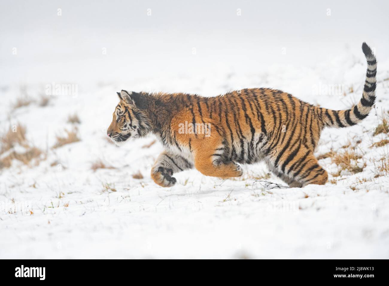 Hunting siberian tiger. Beast of pray running on the snow. Panthera ...