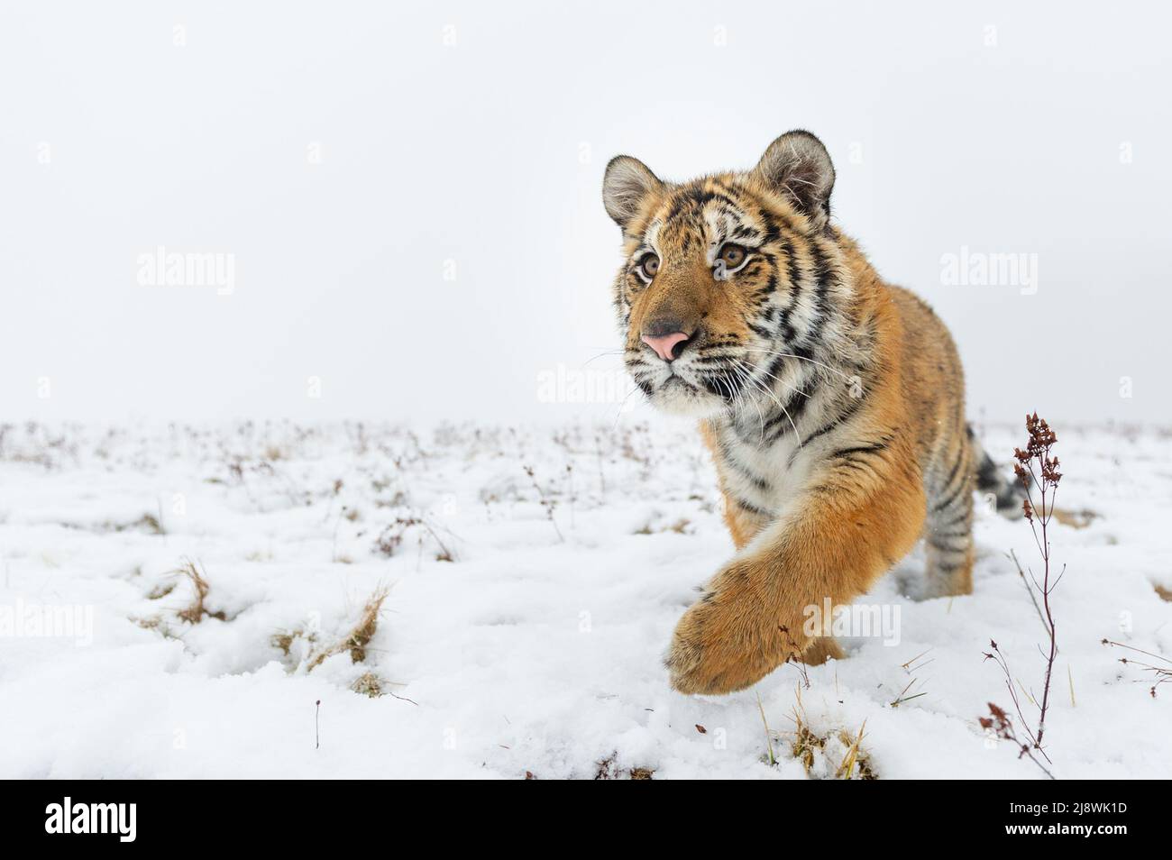 Siberian tiger walking on snow directly to the camera. Closeup image of ...