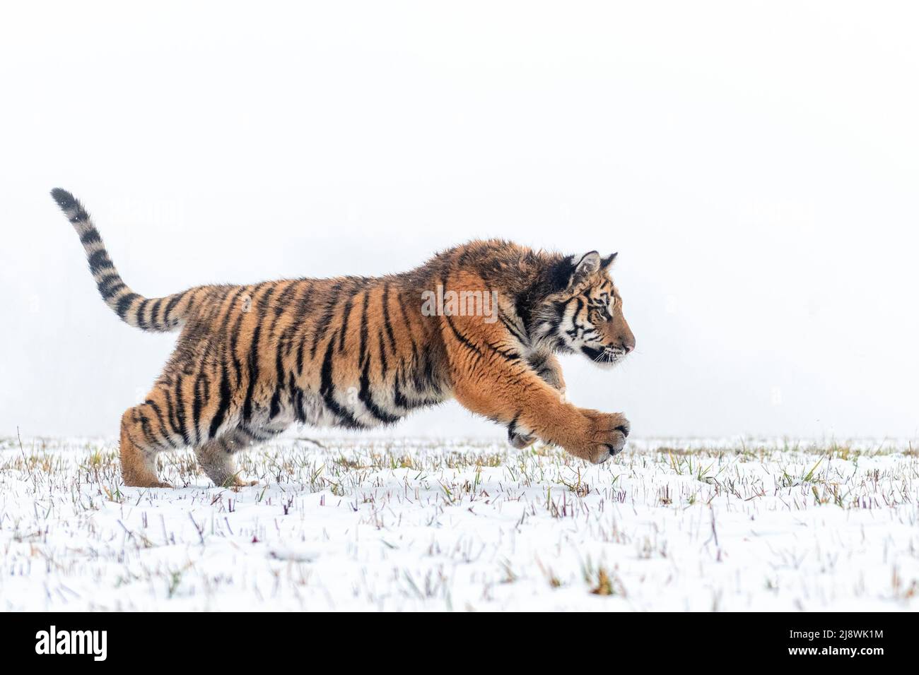 Hunting siberian tiger in the jump on the snow. Winter shot of ...