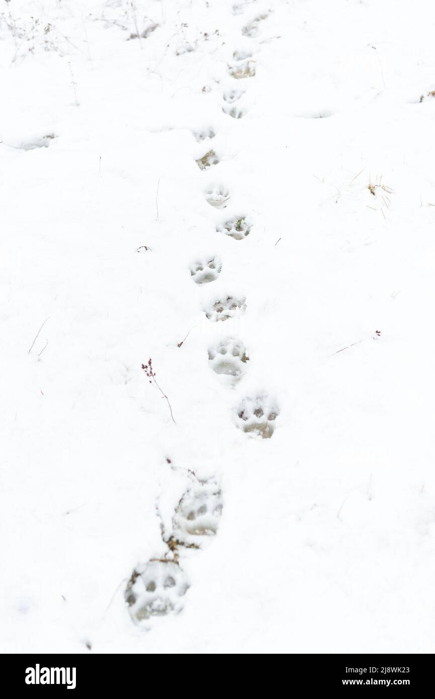 Tiger wild snow Cut Out Stock Images & Pictures - Alamy